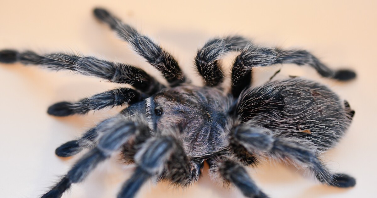 University of Georgia Opens Insect Zoo, Showcasing 30 Bug Species ...